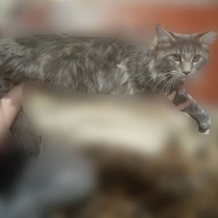 Кот мейн-кун вязка