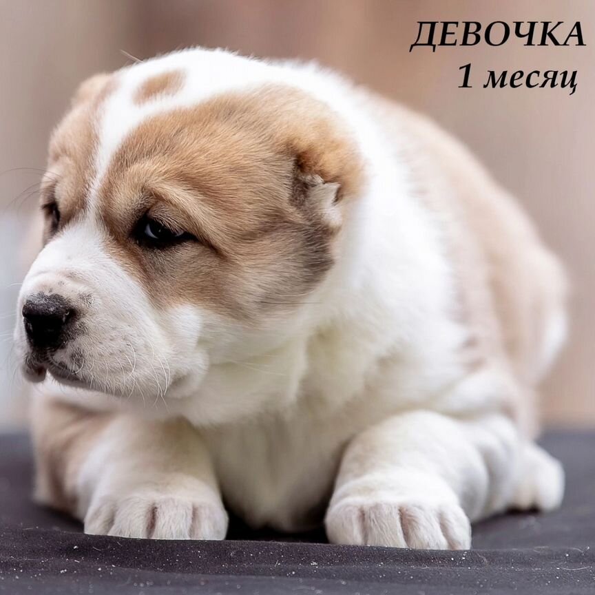 Среднеазиатская овчарка