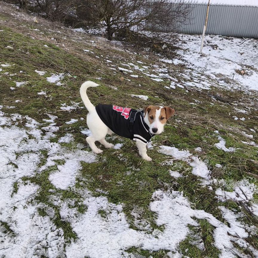 Джек рассел