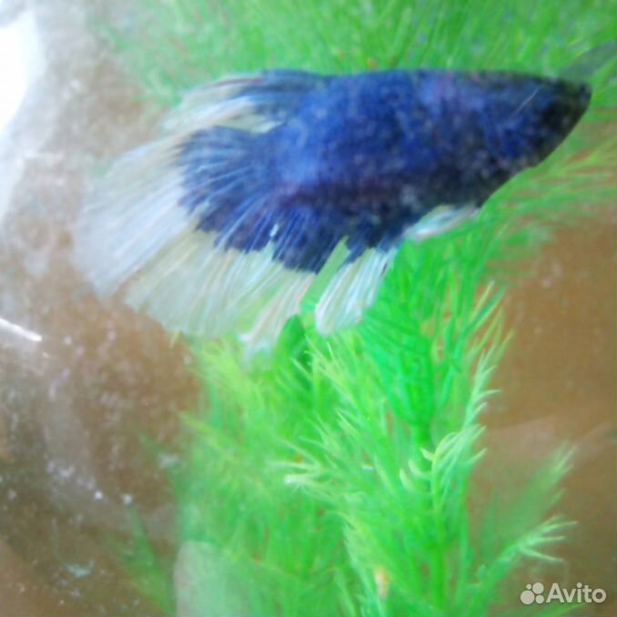 Рыбки петушки, самцы