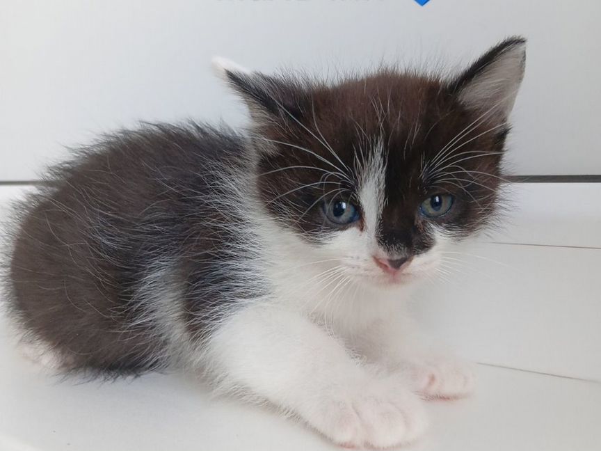 Котята в добрые руки даром бесплатно