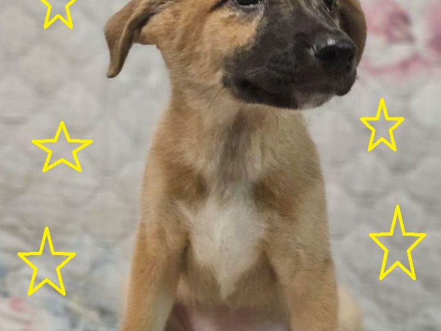 Рыженькая Герда в дар