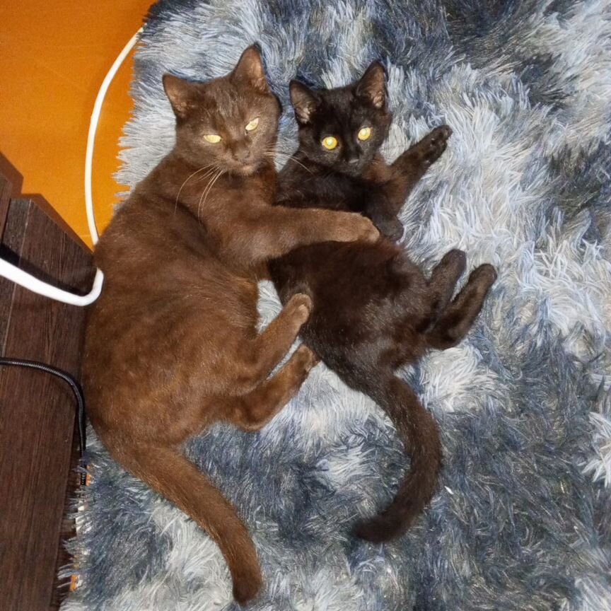 Кошка и котёнок