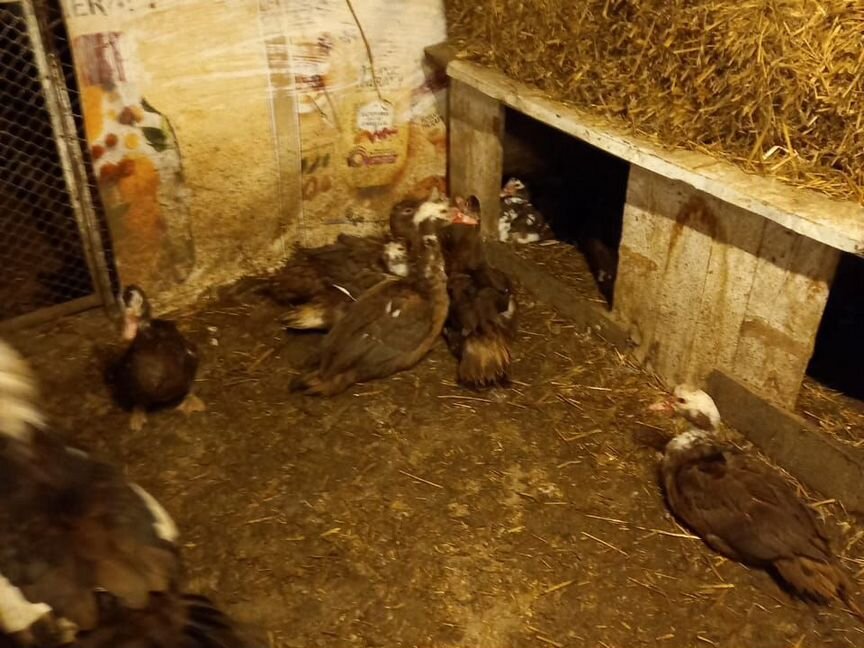 Индоутки индоутята