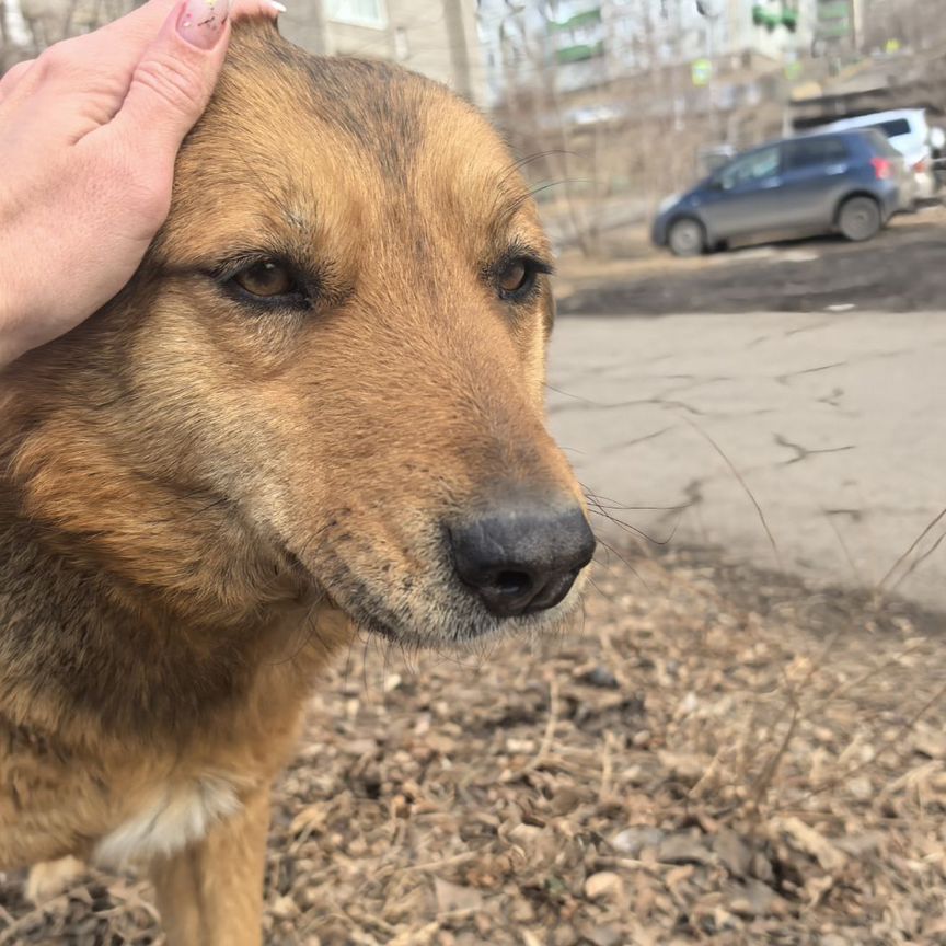 Взрослая собака в добрые руки