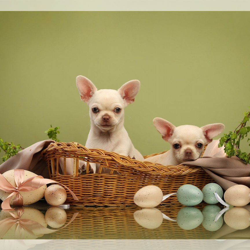 Чихуахуа, щенок