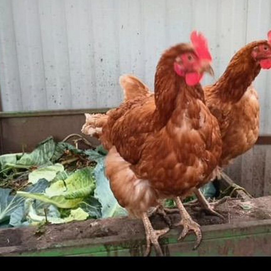 Куры несушки