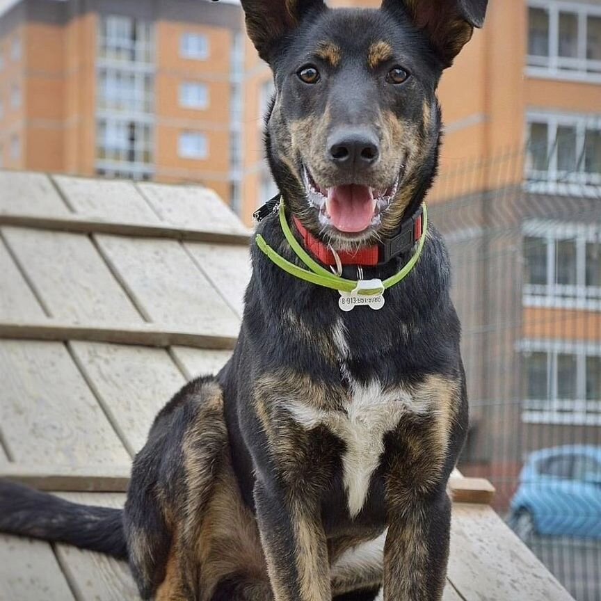 Собака ищет дом