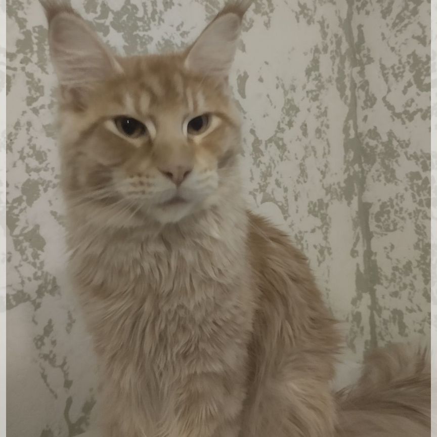 Мейн-кун котёнок