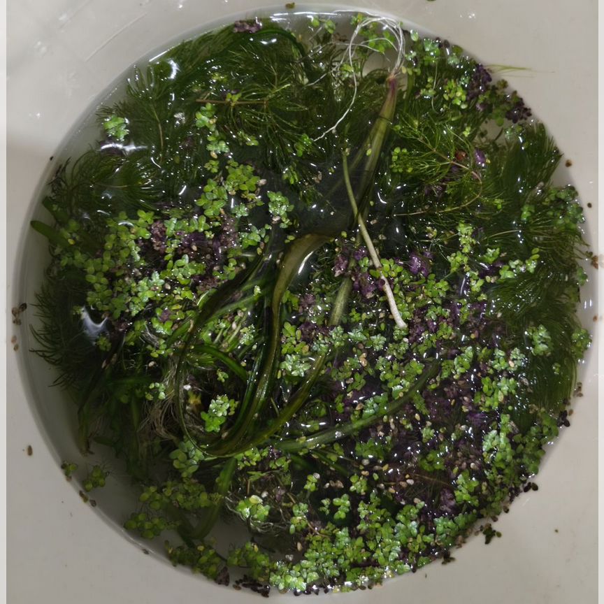 Аквариумная прополка