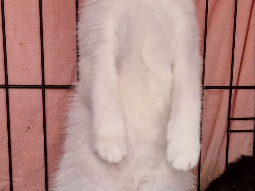 Кошечка Кхао Мани бесплатно