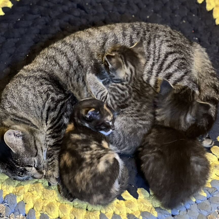 Котята в добрые руки бесплатно