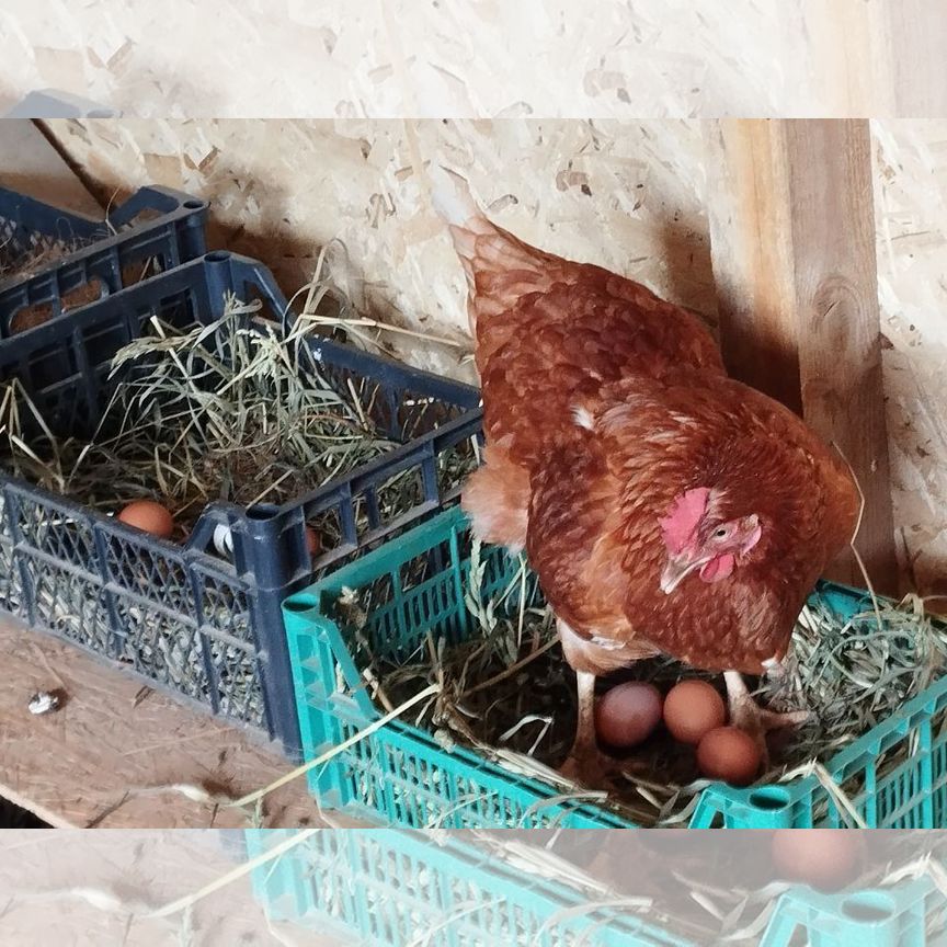 Куры несушки