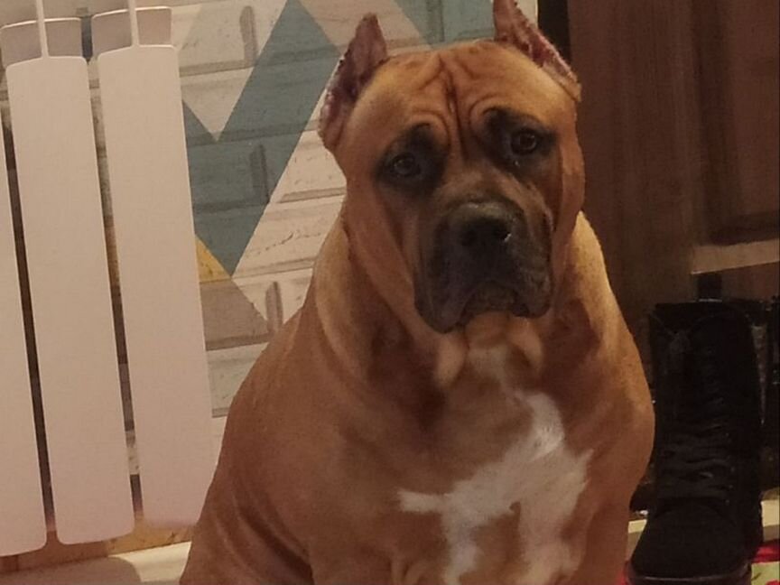 Собака в добрые руки отдам бесплатно