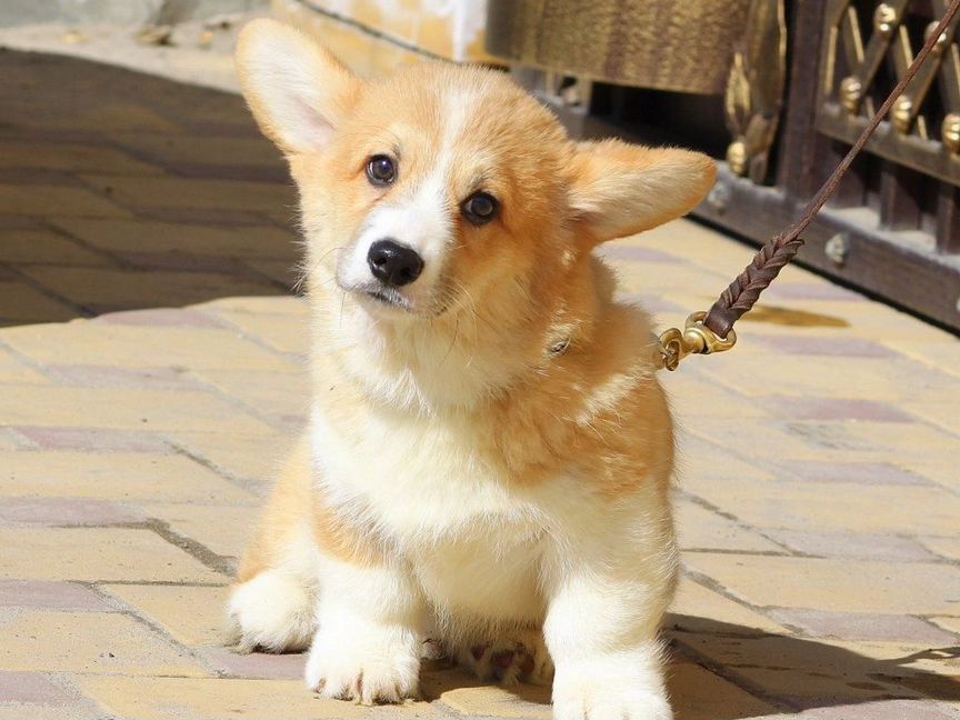 Мальчик корги