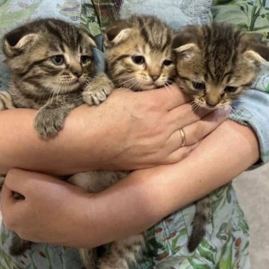 Котята вислоухие