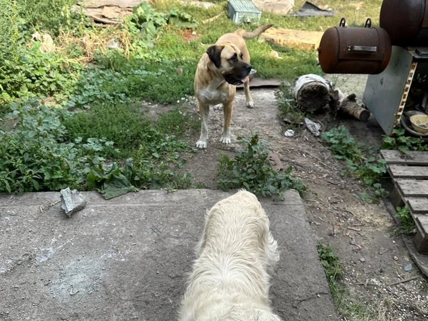 В добрые руки ищет дом