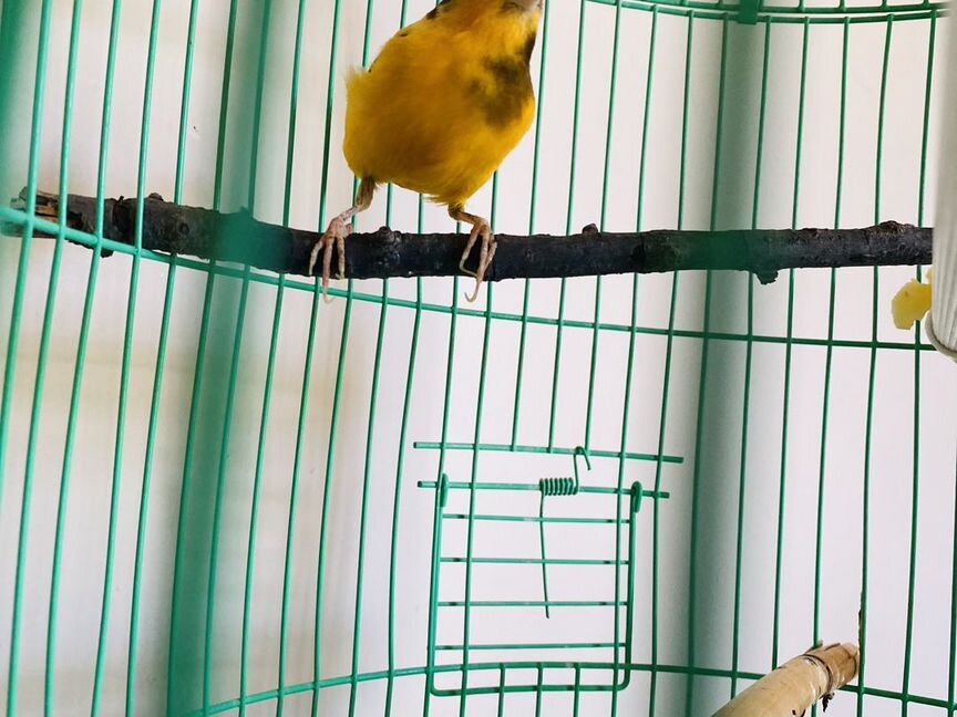 Кенары певчий