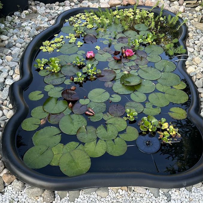 Эйхорния Водный гиацинт, Пистия, Уруть (Бесплатно)