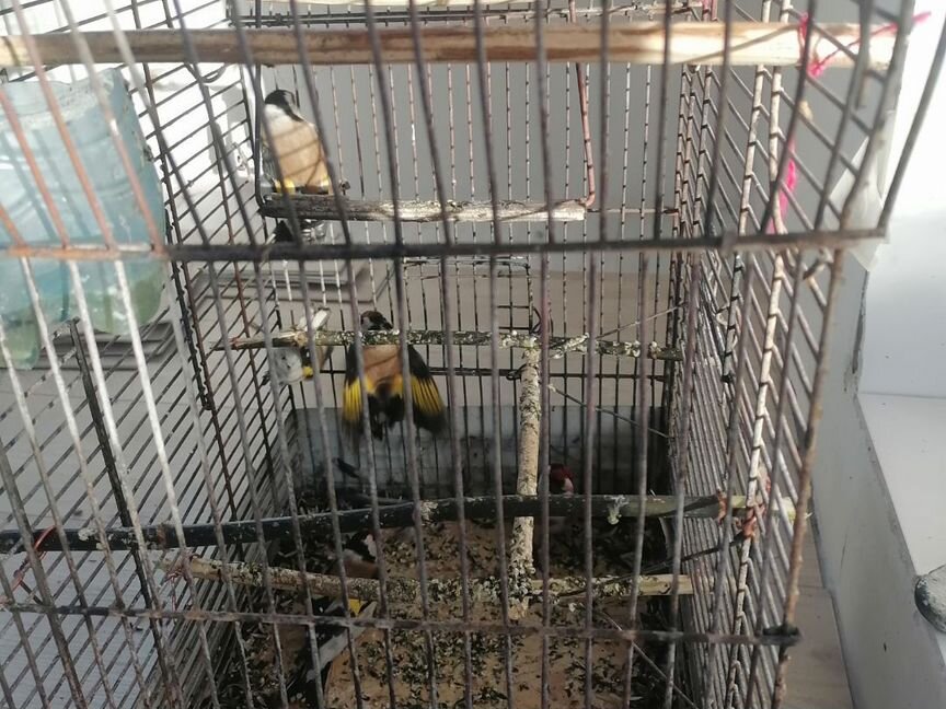 Продам щеглов