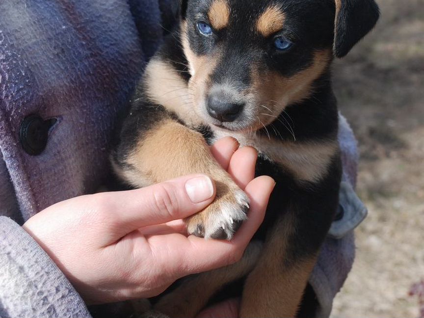 Миленькие щенки)