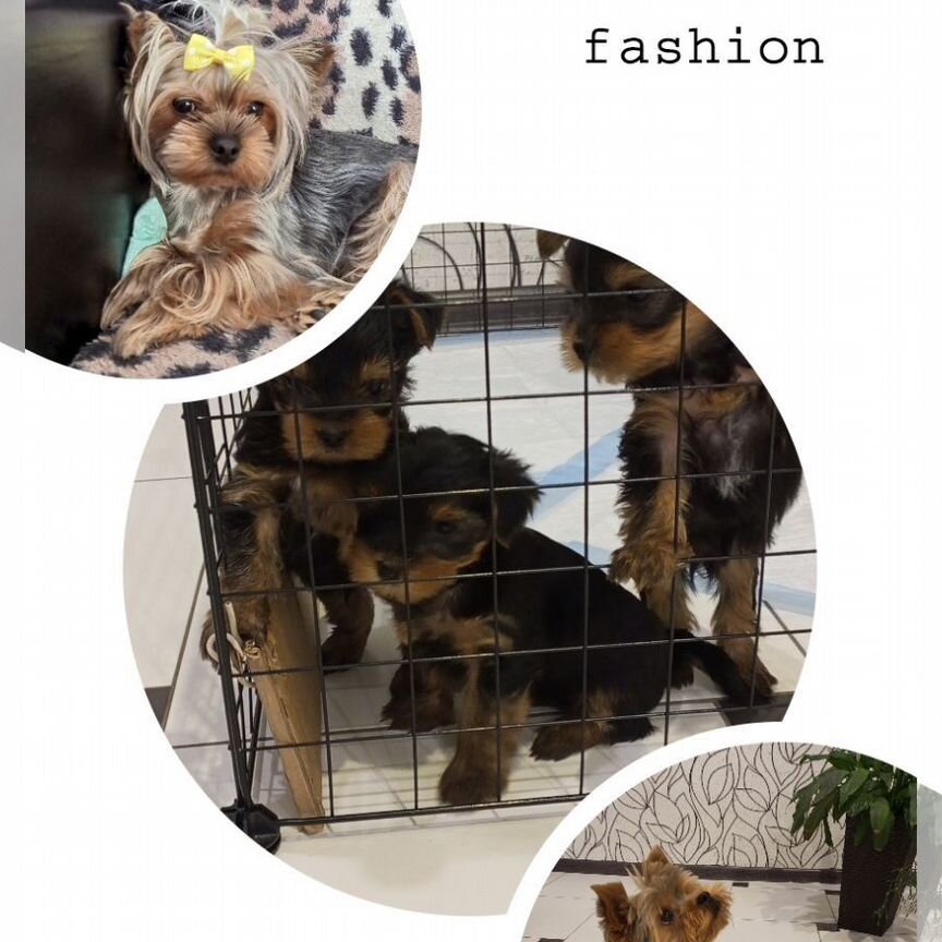 Йоркширский терьер, щенок