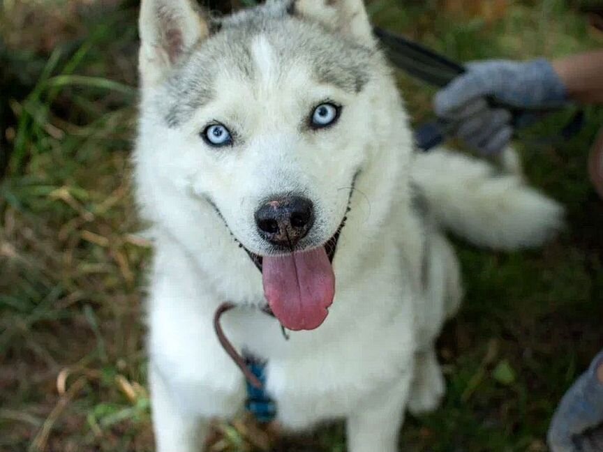 Сибирский хаски Скай ищет дом