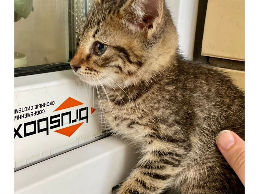 Котенок мальчик ждёт маму 1,5 мес