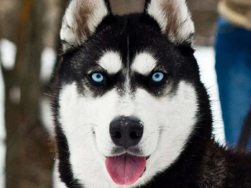 Щенки хаски+ стаф