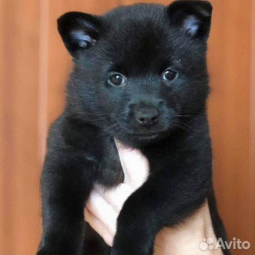 Щеночки Шипперке и Шпица