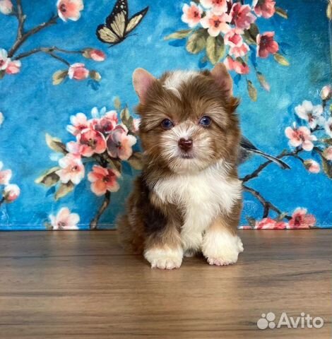 Мини девочка йорка с 2 голубыми глазами