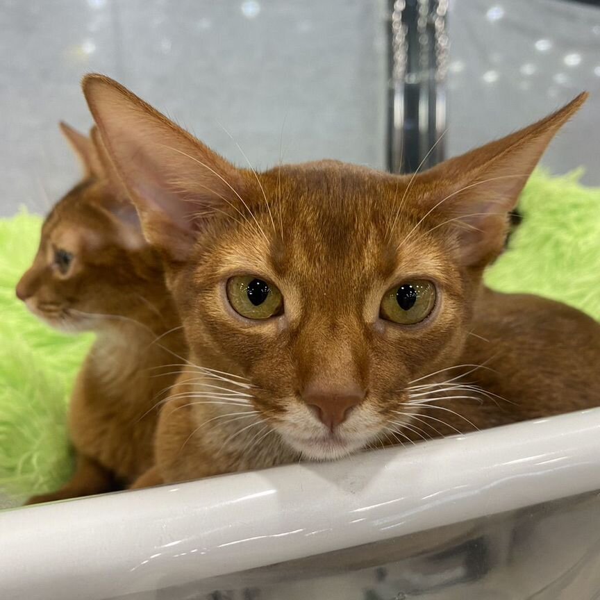 Котята, выращенные на руках