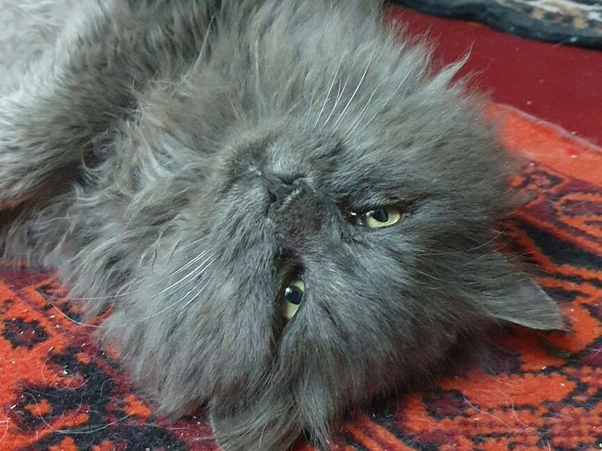 Котик нибелург