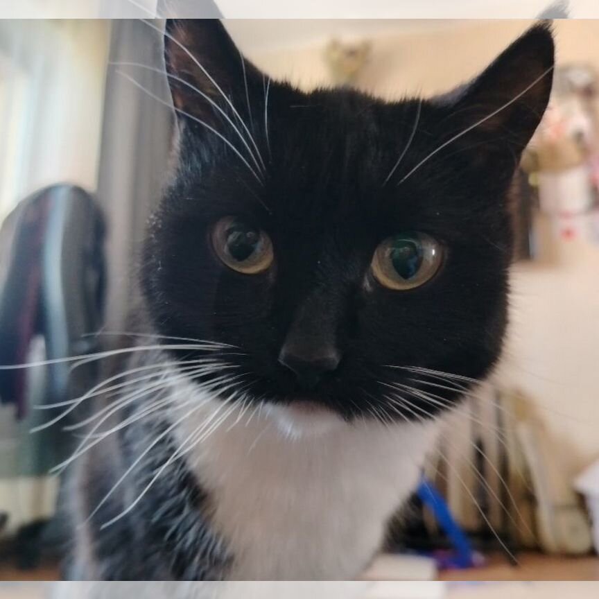 Кошечка, 5 лет