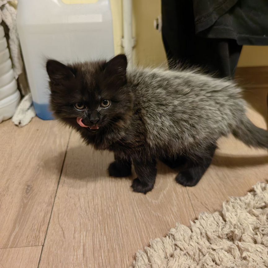 Котёнок