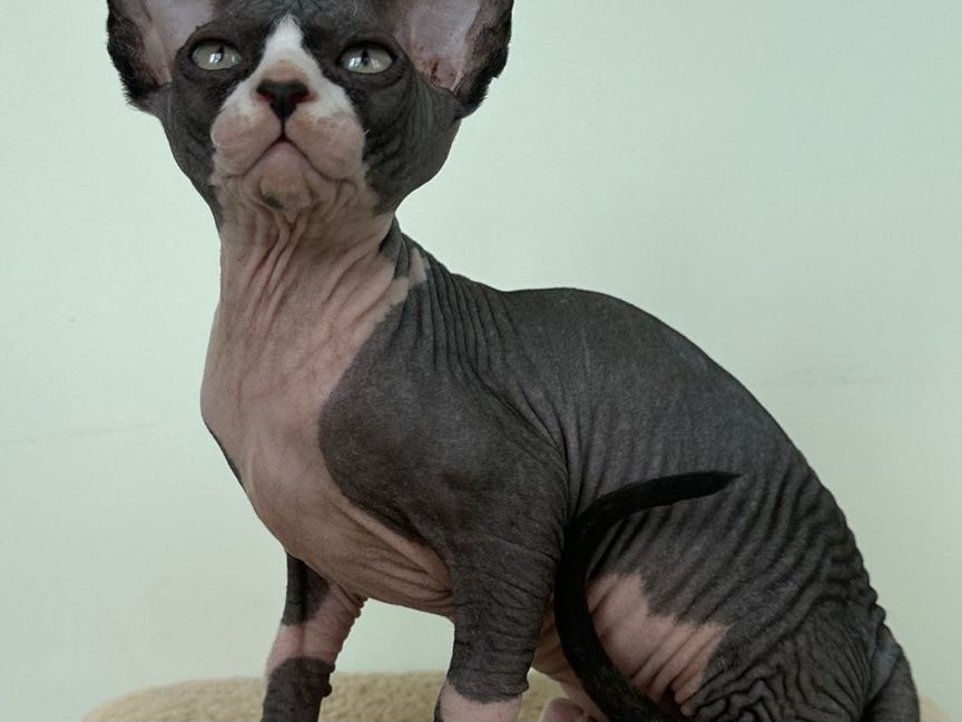 Канадский сфинкс котенок