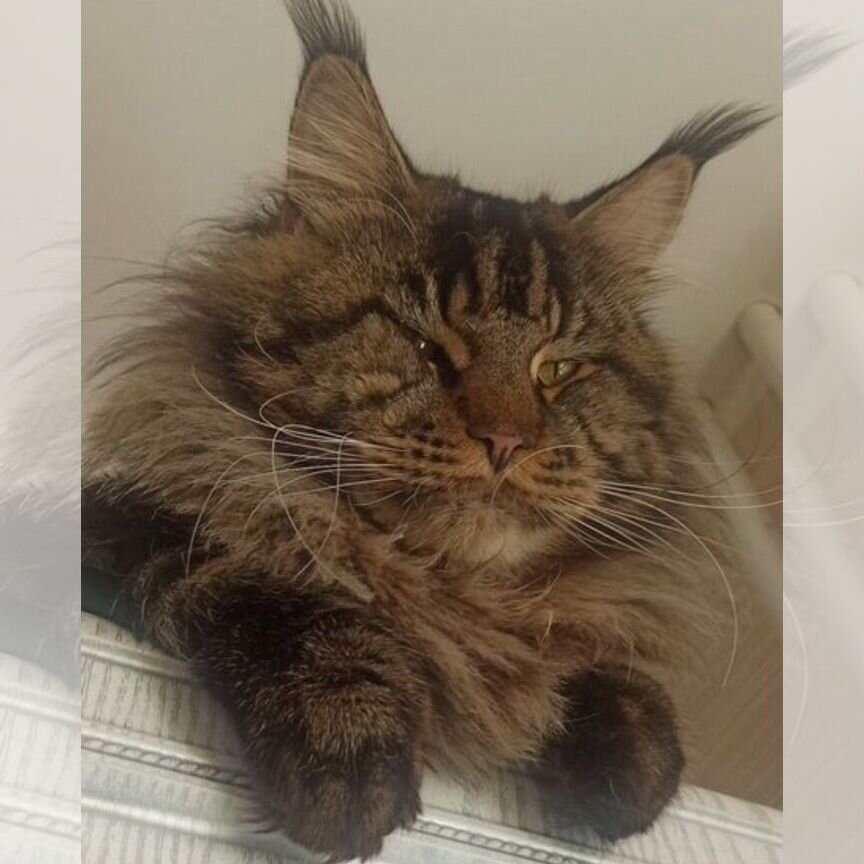 Мейн-кун котёнок