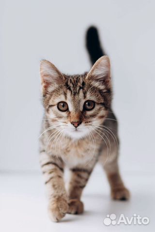 Общительный котенок Туся.,3 месяца