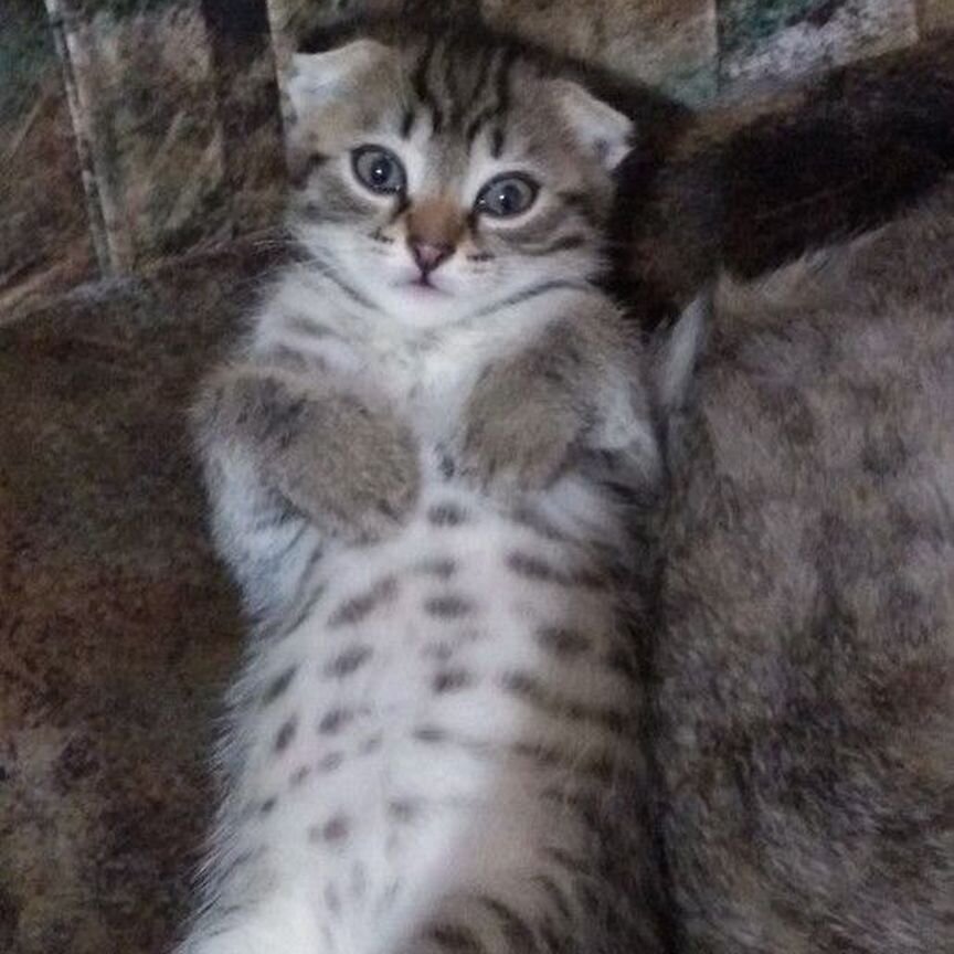 Котёнок /кот