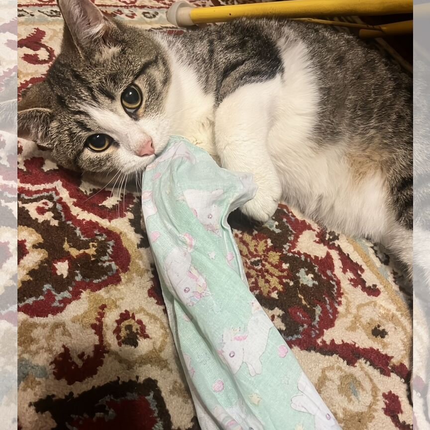 Котёнок в добрые руки