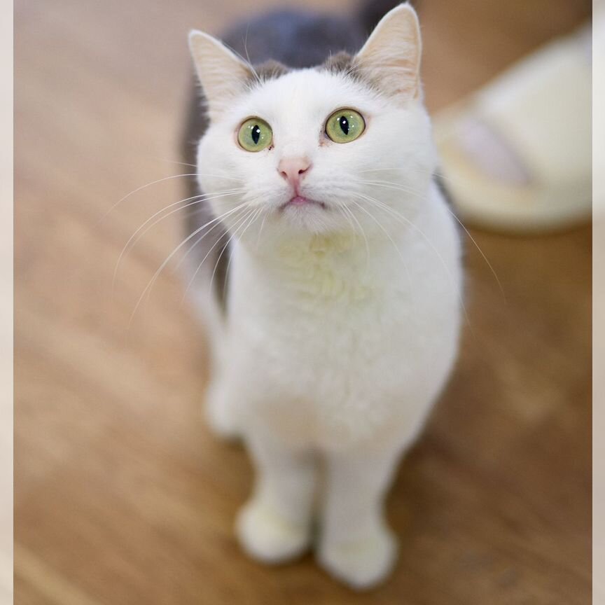 Взрослая кошка в добрые руки