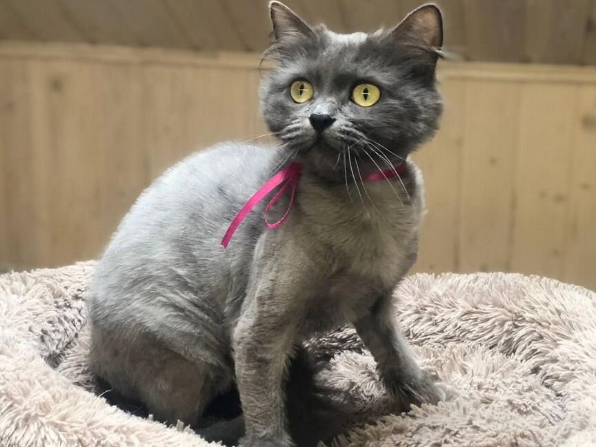 Афина ищет дом