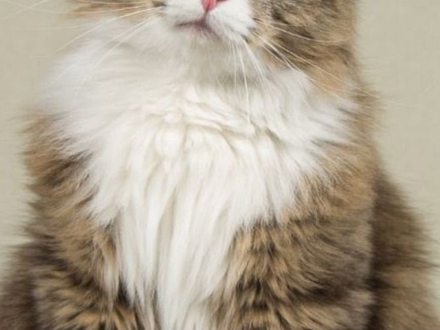 Кот в добрые руки