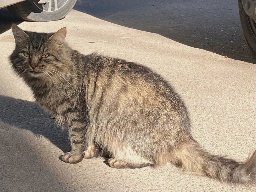 Кот в добрые руки