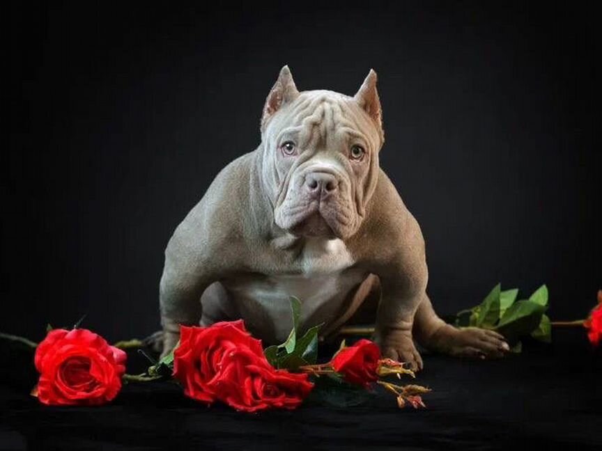 Покет американский булли