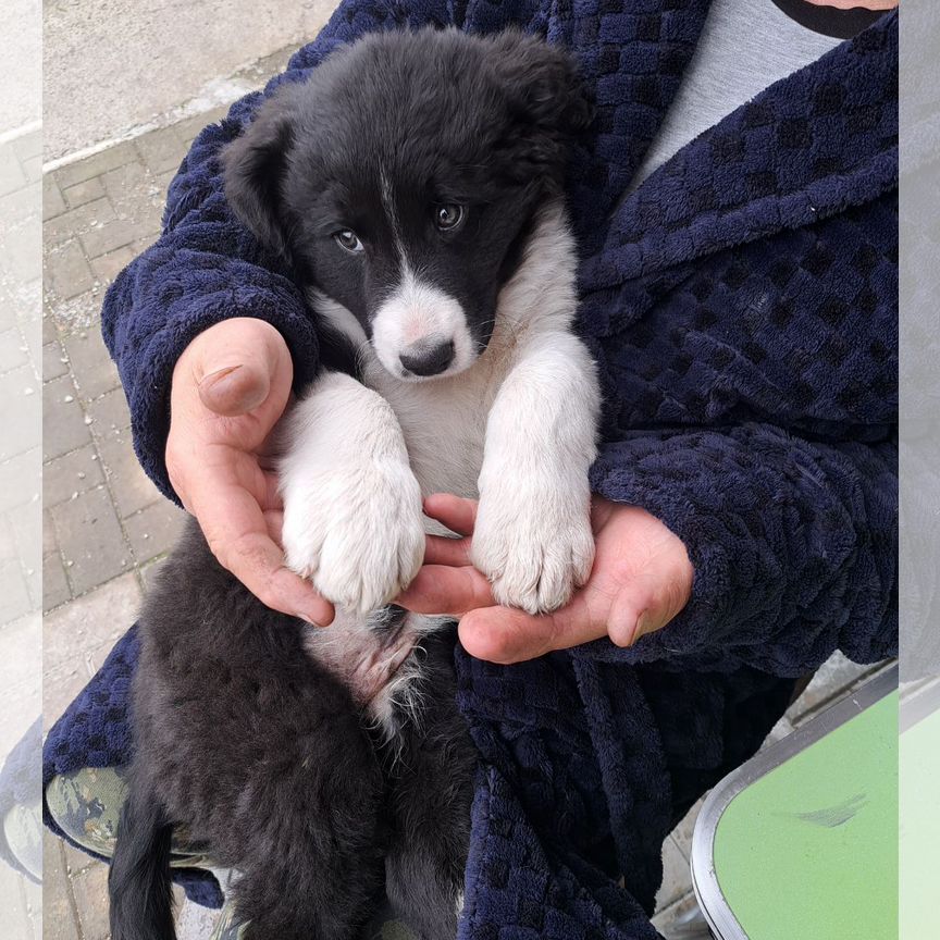 Бордер-колли, щенок