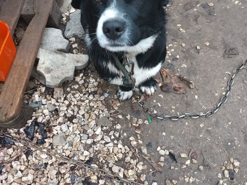 Добрый кобелек