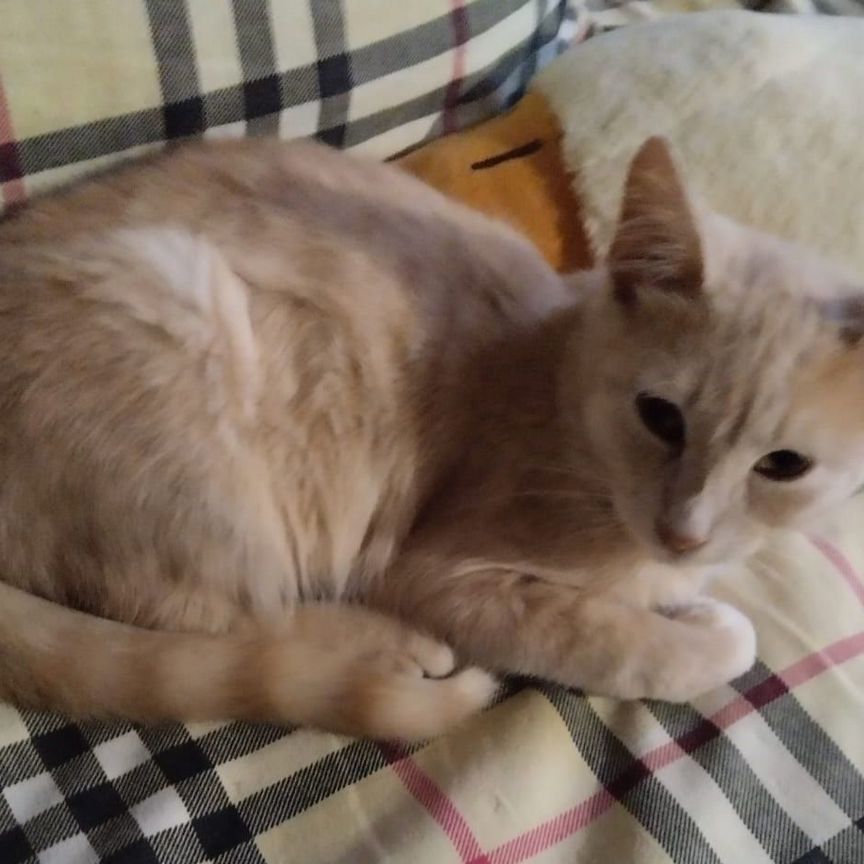 Котенок, мальчик в добрые руки