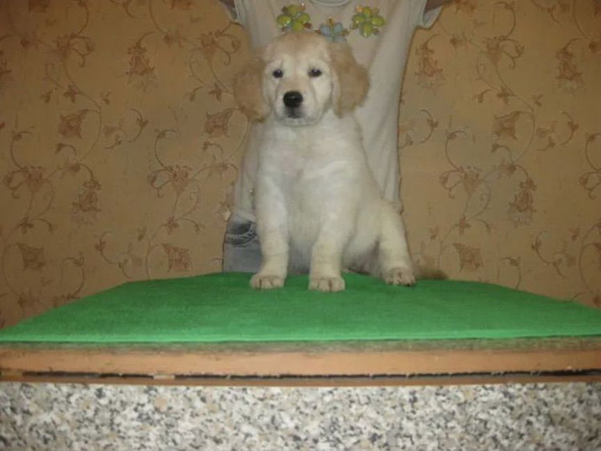 Золотистый ретривер