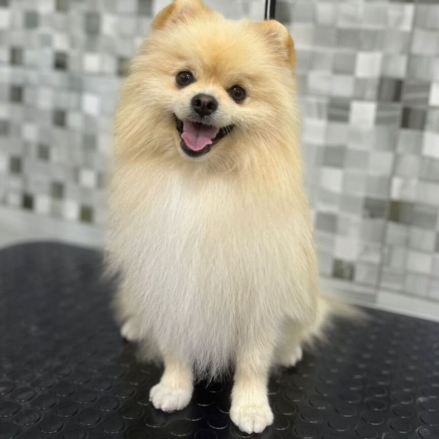 Немецкий шпиц, взрослый пёс